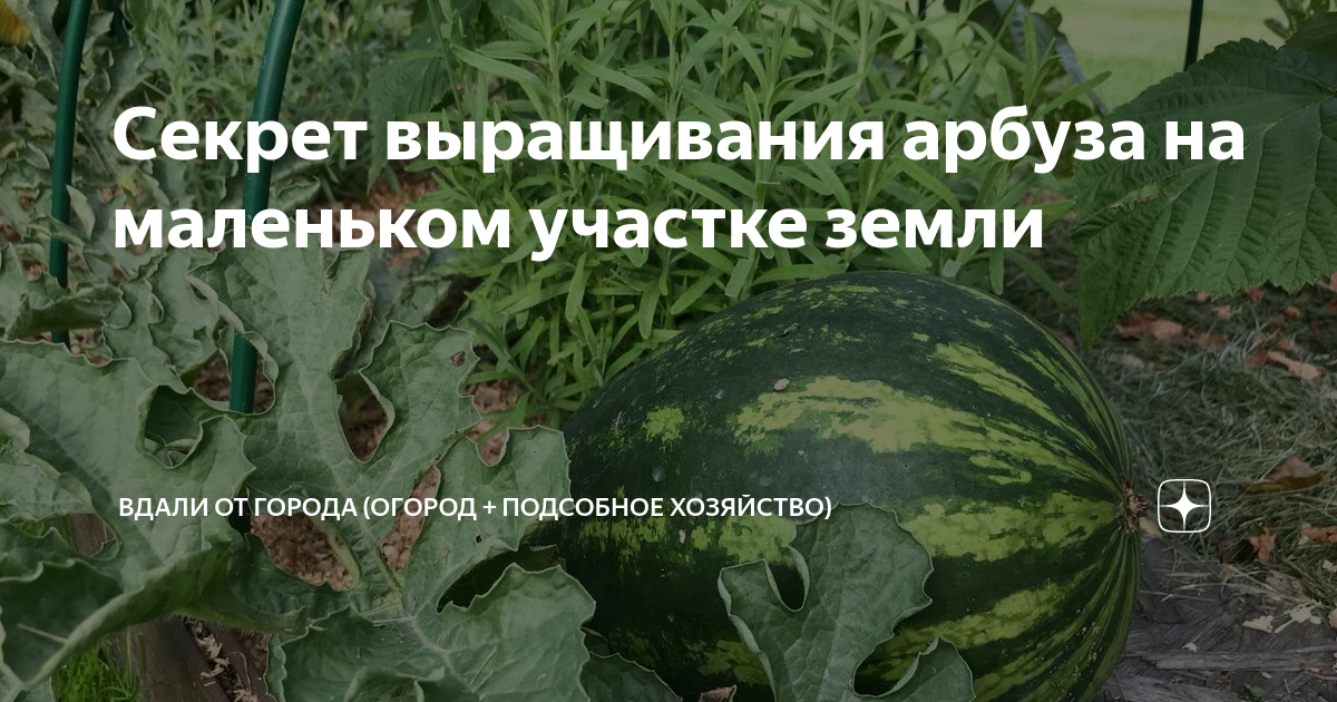 Секрет выращивания арбуза на маленьком участке земли | Вдали от города ...