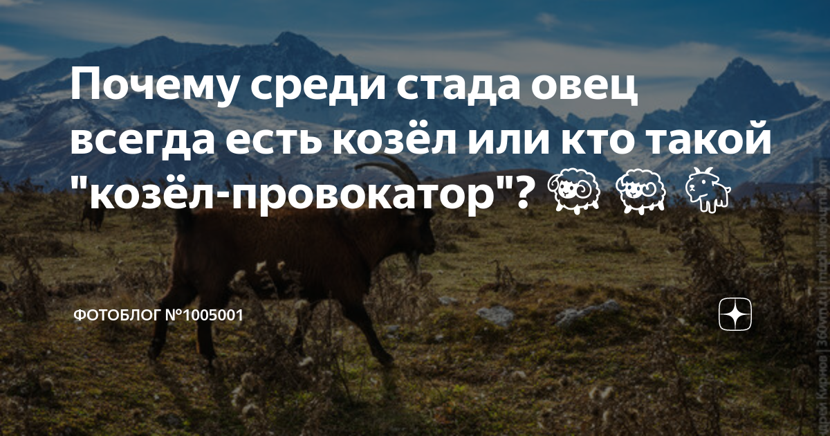 Почему среди стада овец всегда есть козёл или кто такой "козёл ...