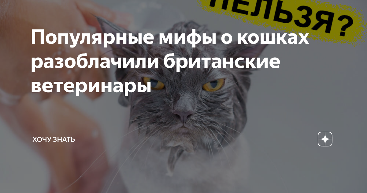 Популярные мифы о кошках разоблачили британские ветеринары | Хочу Знать ...