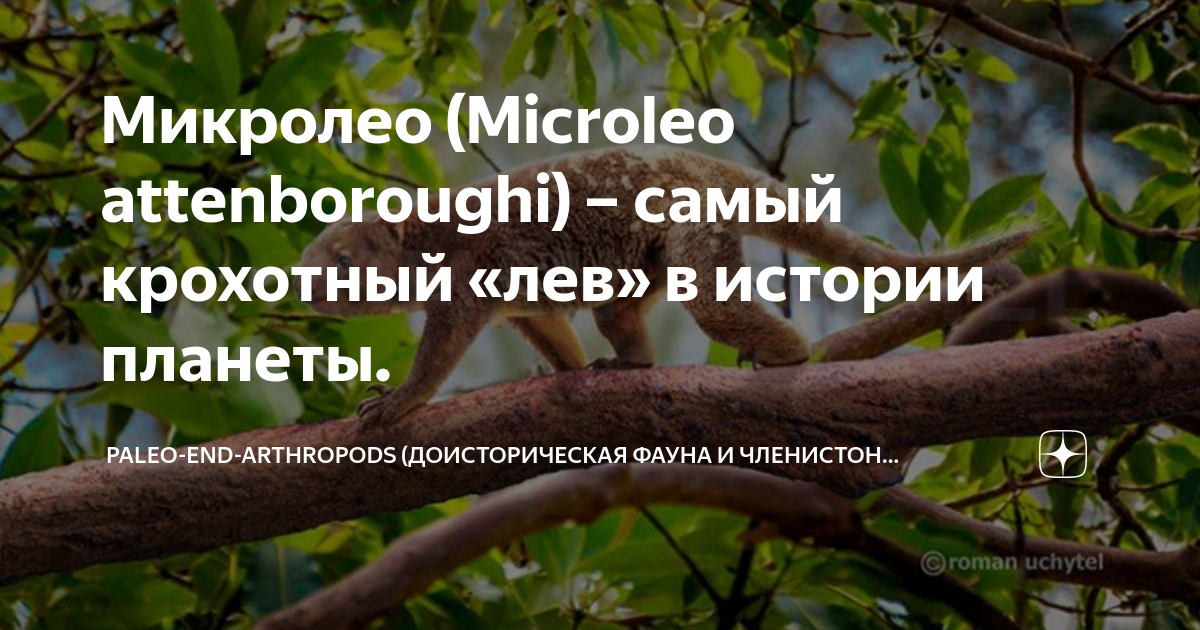 Микролео (Microleo attenboroughi) – самый крохотный «лев» в истории ...
