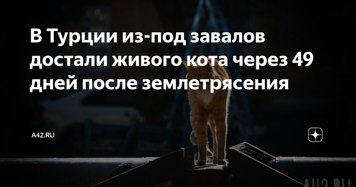 В Турции из-под завалов достали живого кота через 49 дней после землетрясения | A42.RU | Дзен