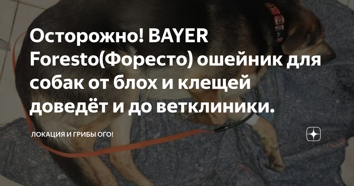 Осторожно! BAYER Foresto(Форесто) ошейник для собак от блох и клещей ...