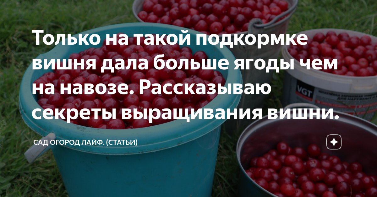 Только на такой подкормке вишня дала больше ягоды чем на навозе ...