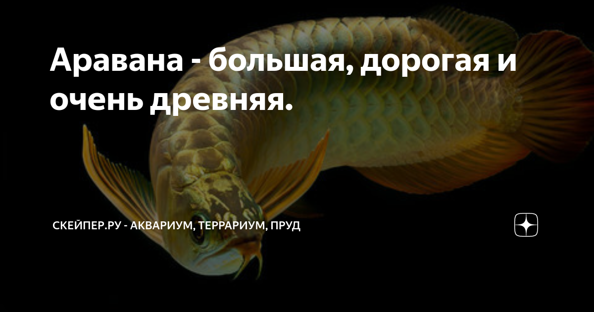 Аравана - большая, дорогая и очень древняя. | Скейпер.ру - аквариум ...