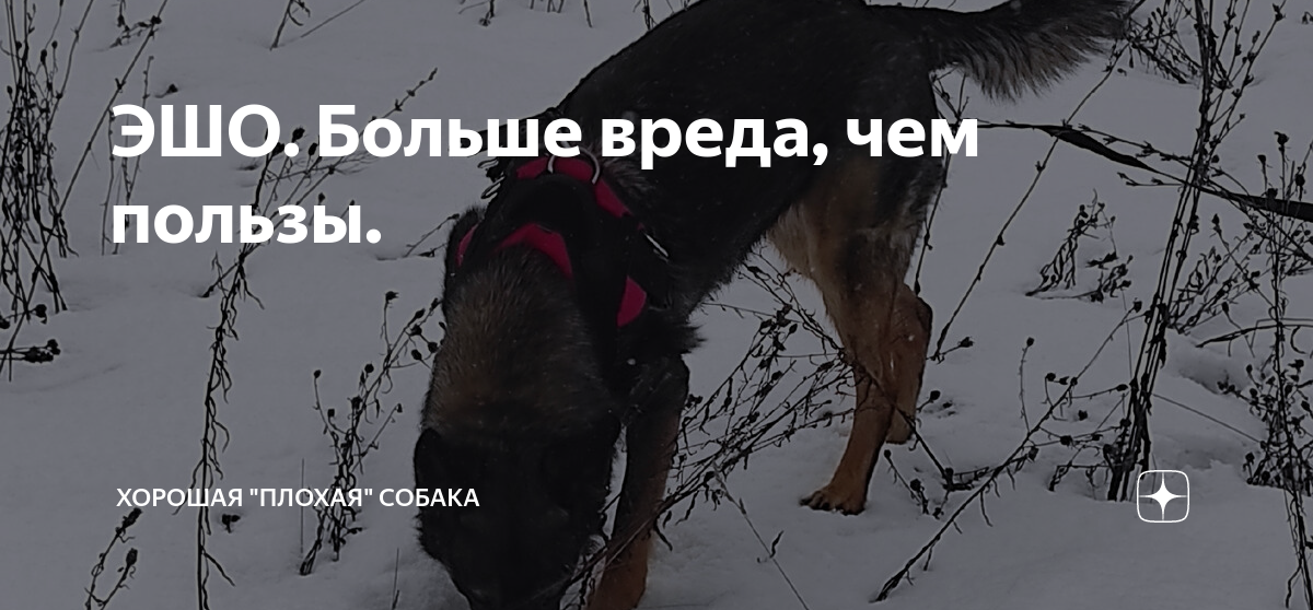 ЭШО. Больше вреда, чем пользы. | Хорошая "плохая" собака | Дзен