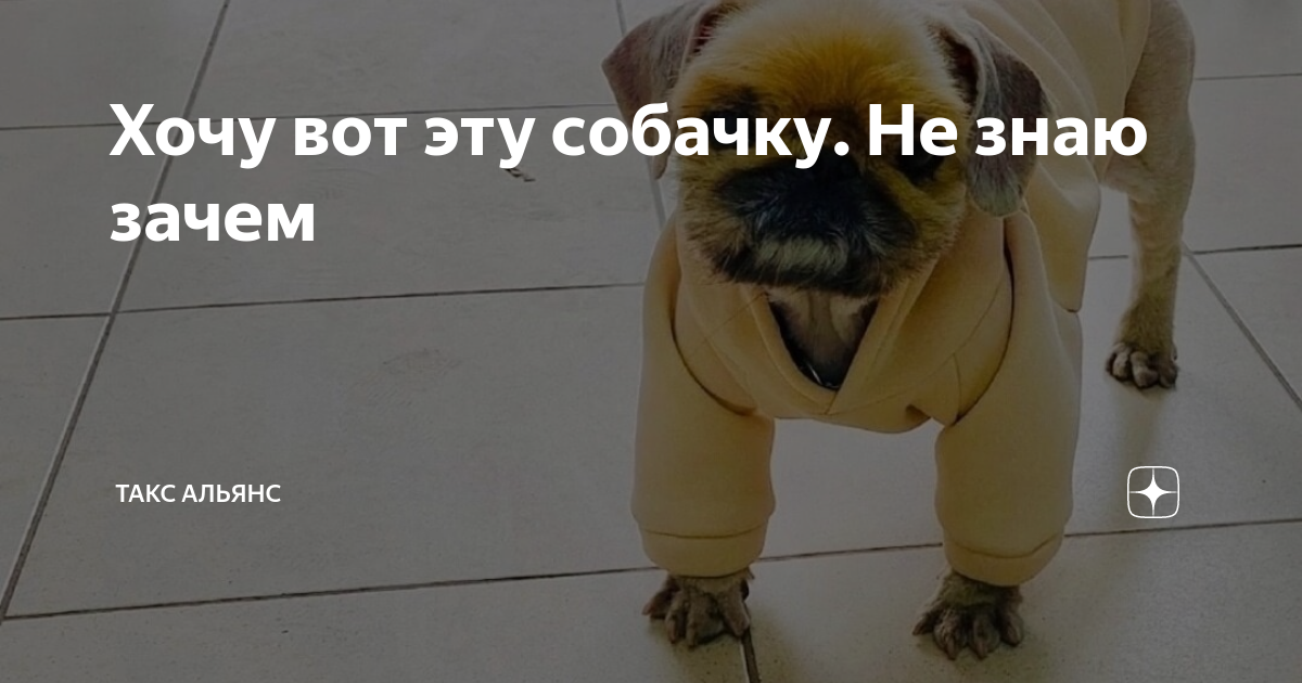 Хочу вот эту собачку Не знаю зачем Такс Альянс Дзен