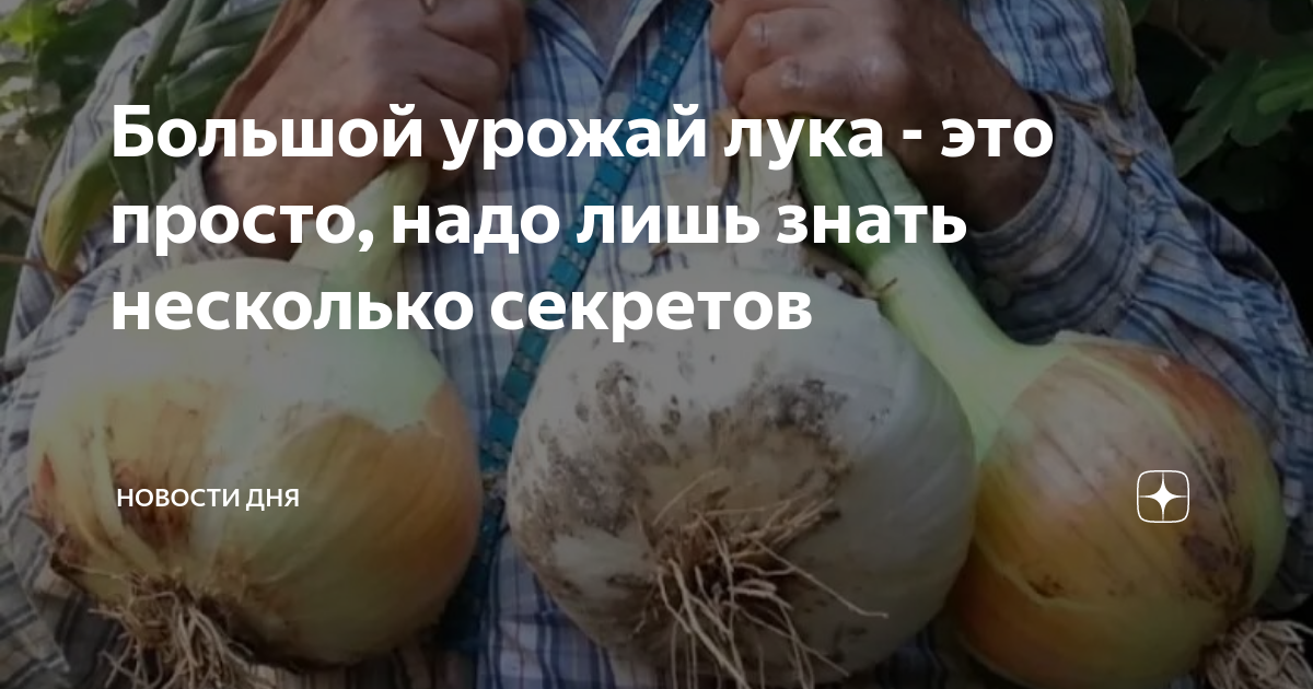 Большой урожай лука - это просто, надо лишь знать несколько секретов ...