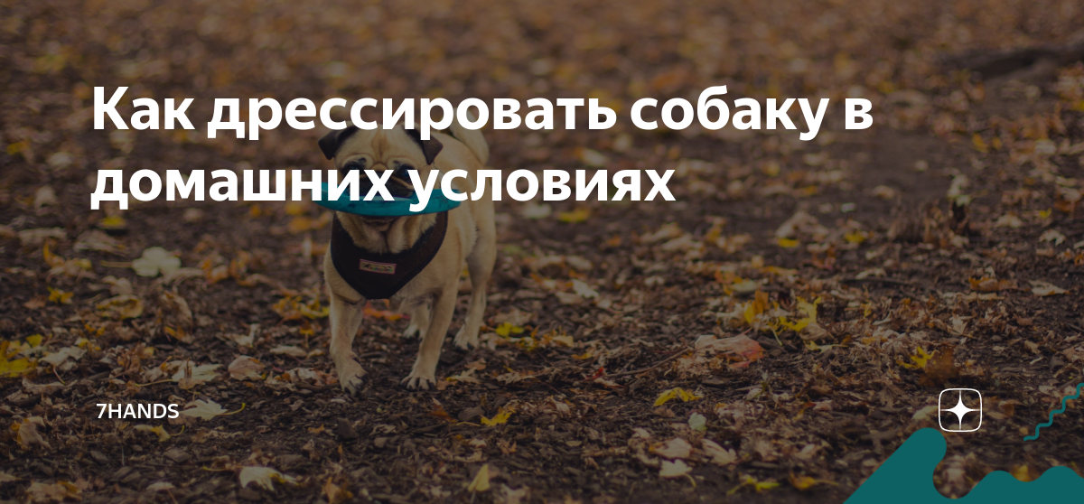 Как дрессировать собаку в домашних условиях | 7hands | Дзен