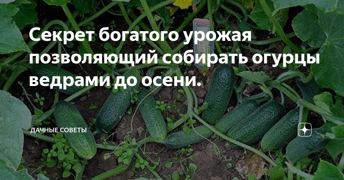 Секрет богатого урожая позволяющий собирать огурцы ведрами до осени ...
