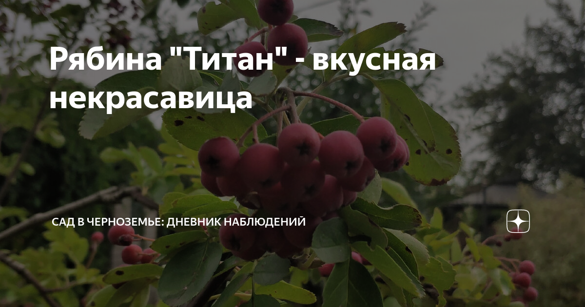 Рябина "Титан" - вкусная некрасавица | Сад в Черноземье | Дзен