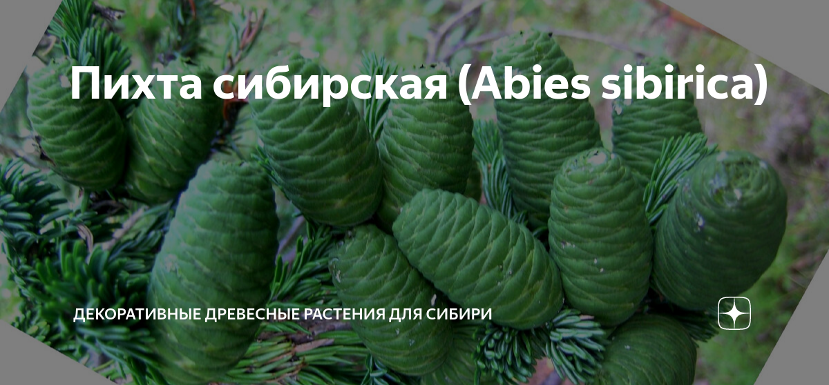 Пихта сибирская (Abies sibirica) | Декоративные древесные растения для ...