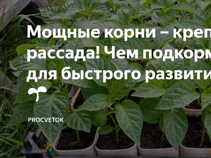 Мощные корни – крепкая рассада! Чем подкормить для для быстрого ...