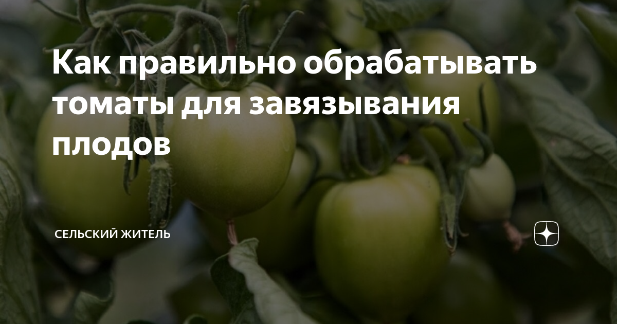 Как правильно обрабатывать томаты для завязывания плодов | Сельский ...