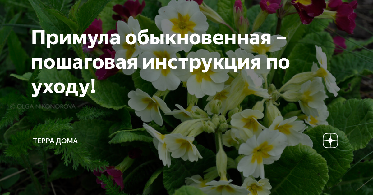 Примула обыкновенная – пошаговая инструкция по уходу! | Терра Дома | Дзен