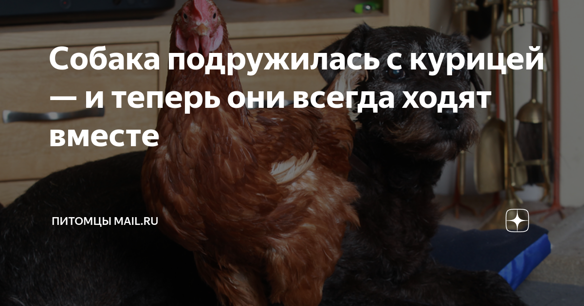 Собака подружилась с курицей — и теперь они всегда ходят вместе ...