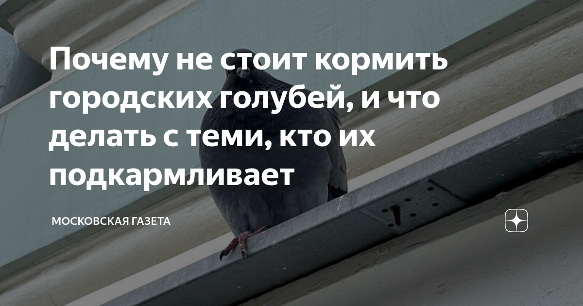 Почему не стоит кормить городских голубей, и что делать с теми, кто их ...