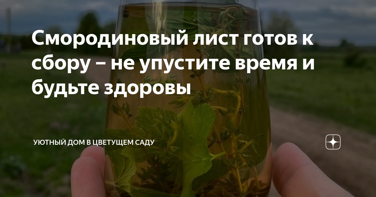 Смородиновый лист готов к сбору – не упустите время и будьте здоровы ...