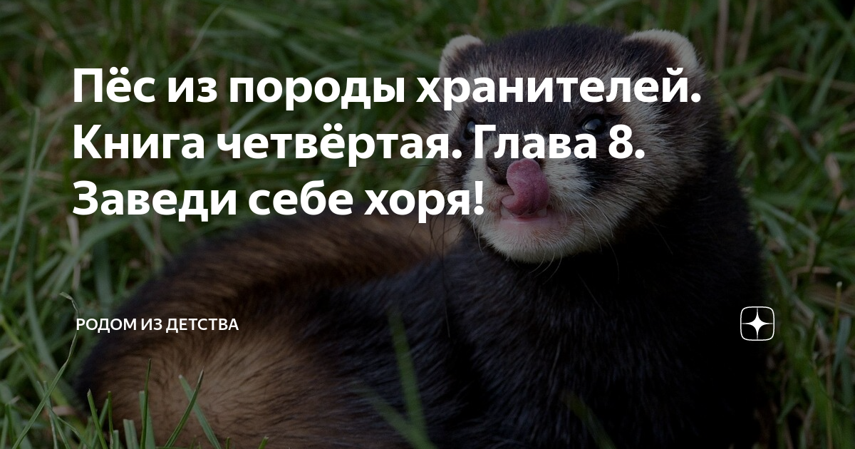Пёс из породы хранителей. Книга четвёртая. Глава 8. Заведи себе хоря ...