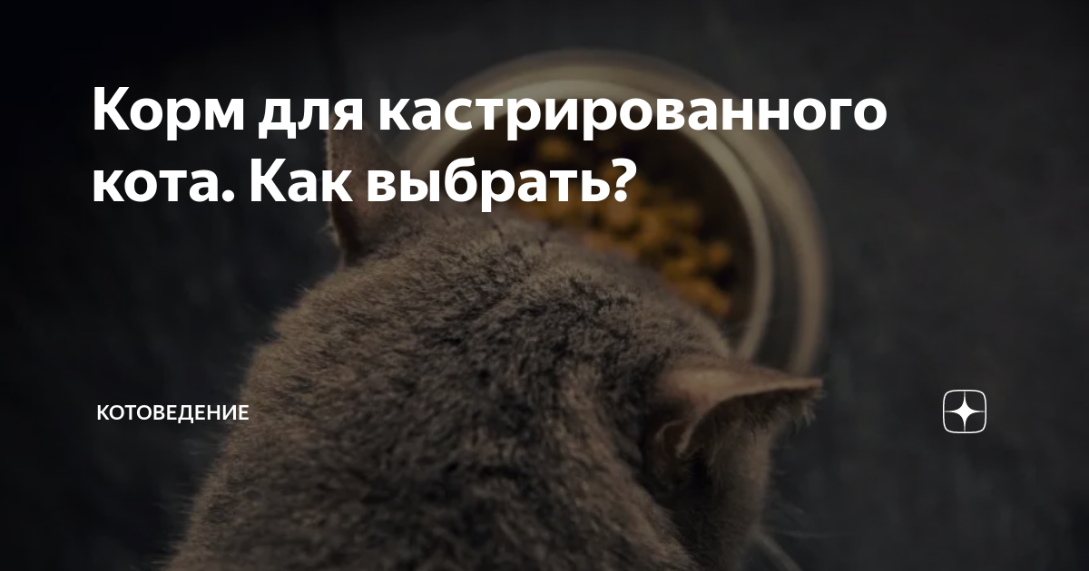 Корм для кастрированного кота. Как выбрать? | КотоВедение. Зоопсихолог ...