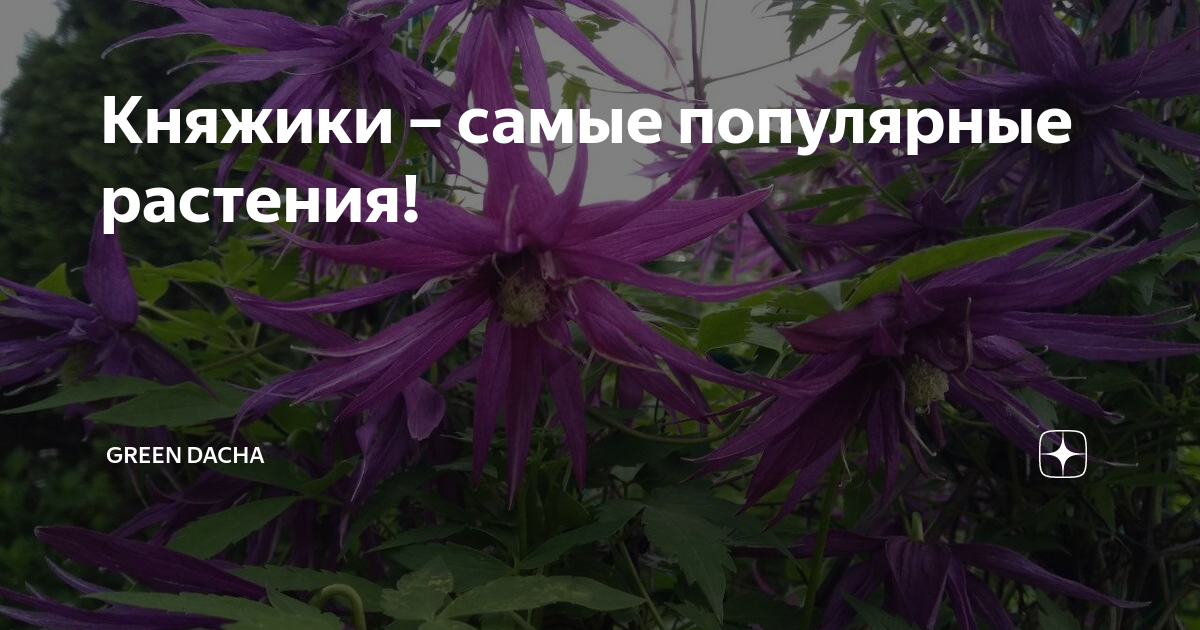 Княжики – самые популярные растения! | GREEN DACHA | Дзен