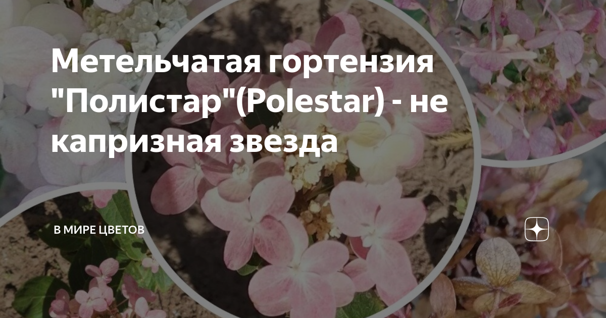 Метельчатая гортензия "Полистар"(Polestar) - не капризная звезда | В ...