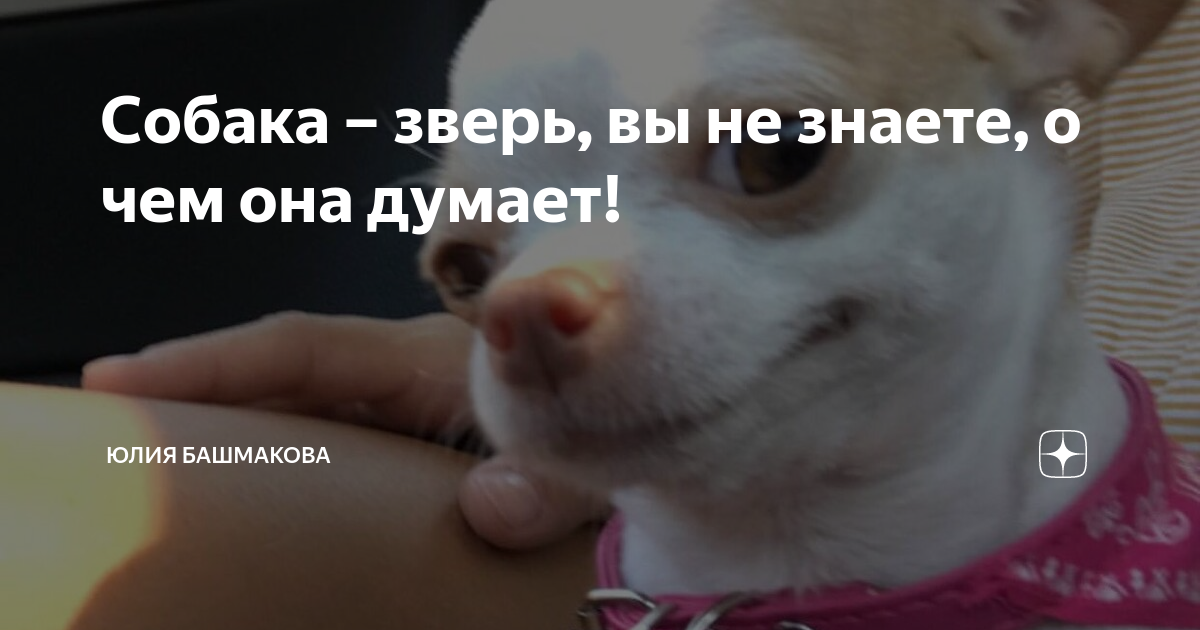 Собака – зверь, вы не знаете, о чем она думает! | Юлия Башмакова | Дзен