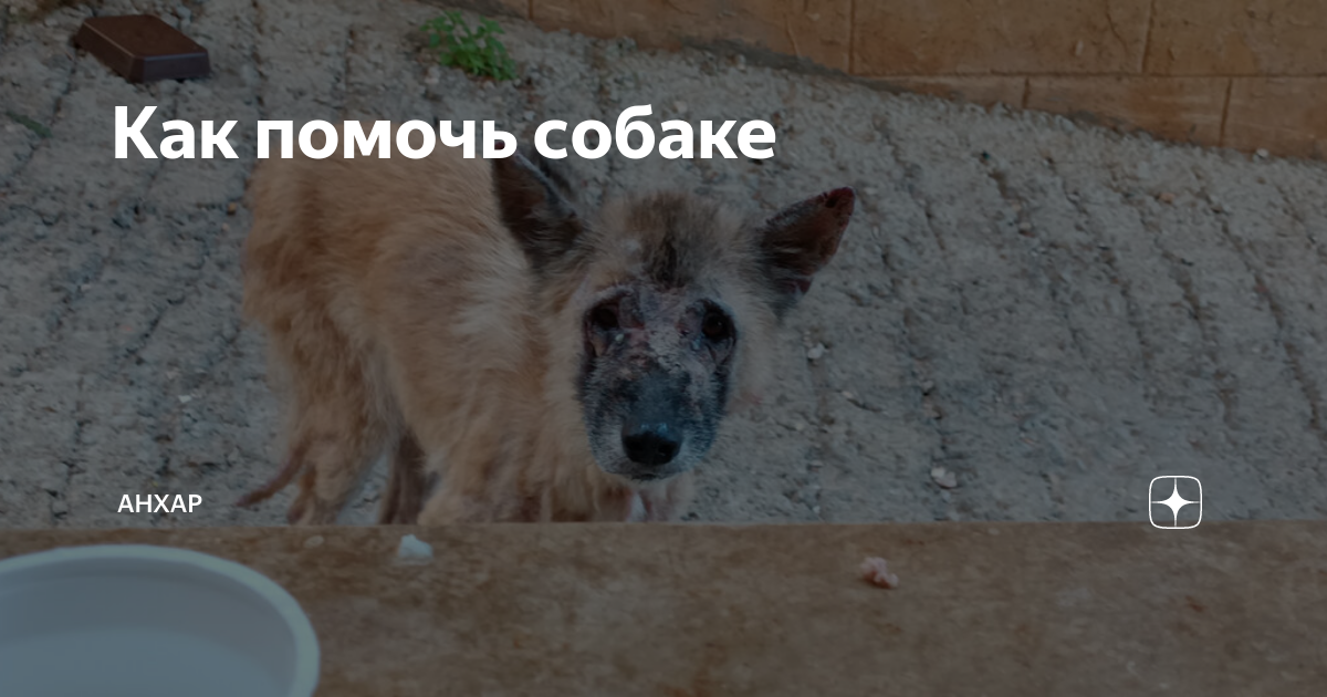 Как помочь собаке | Анхар | Дзен