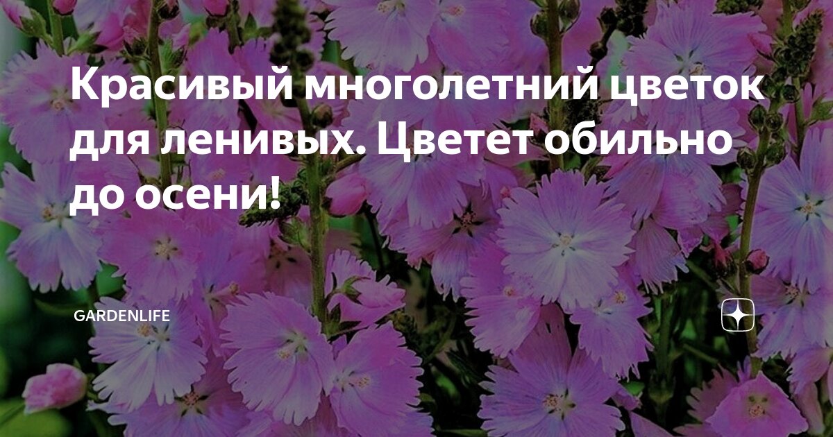 Красивый многолетний цветок для ленивых. Цветет обильно до осени ...