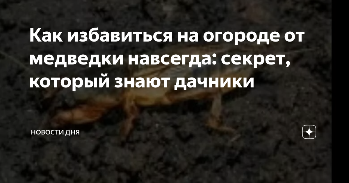 Как избавиться на огороде от медведки навсегда: секрет, который знают ...