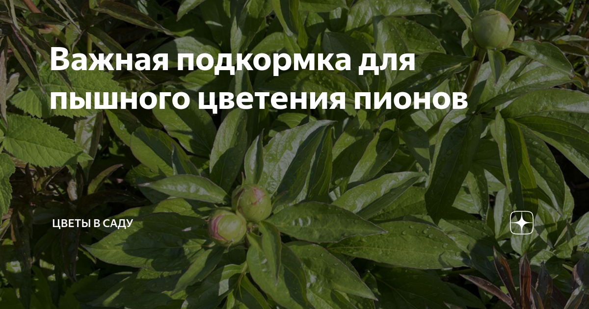 Важная подкормка для пышного цветения пионов | Цветы в саду | Дзен