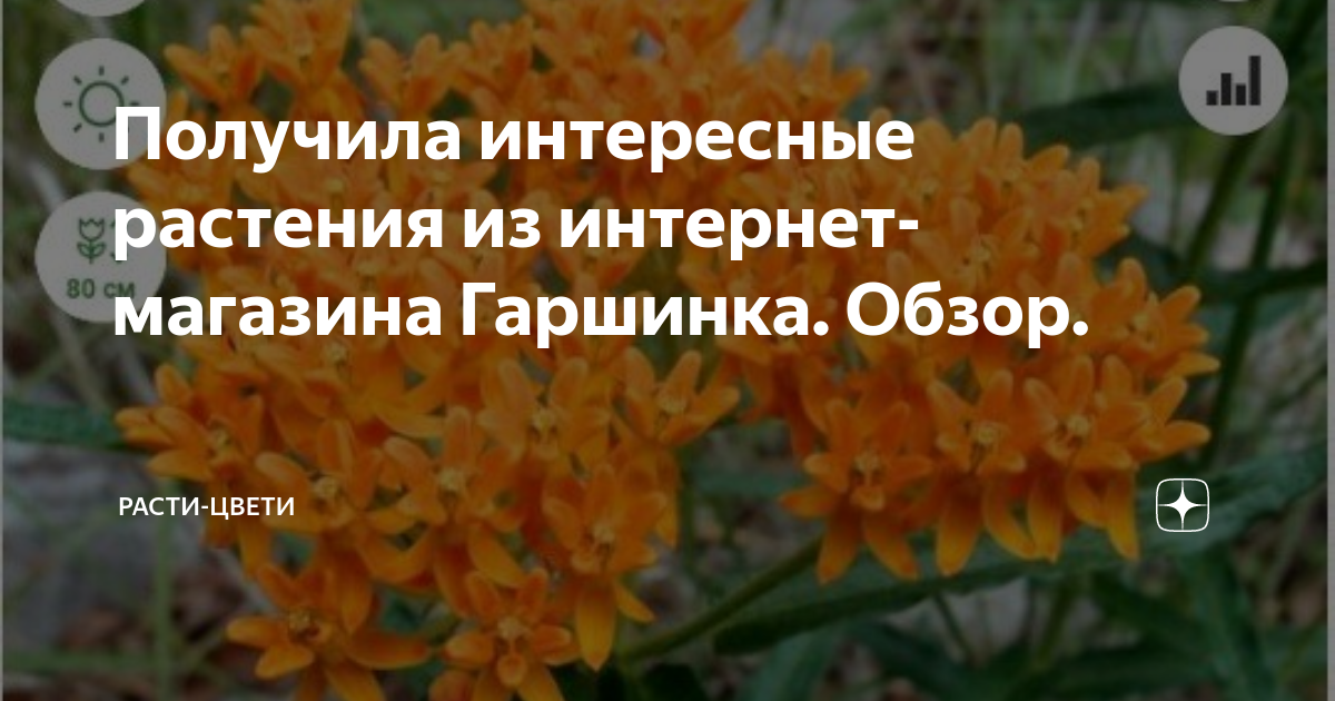 Получила интересные растения из интернет магазина Гаршинка Обзор