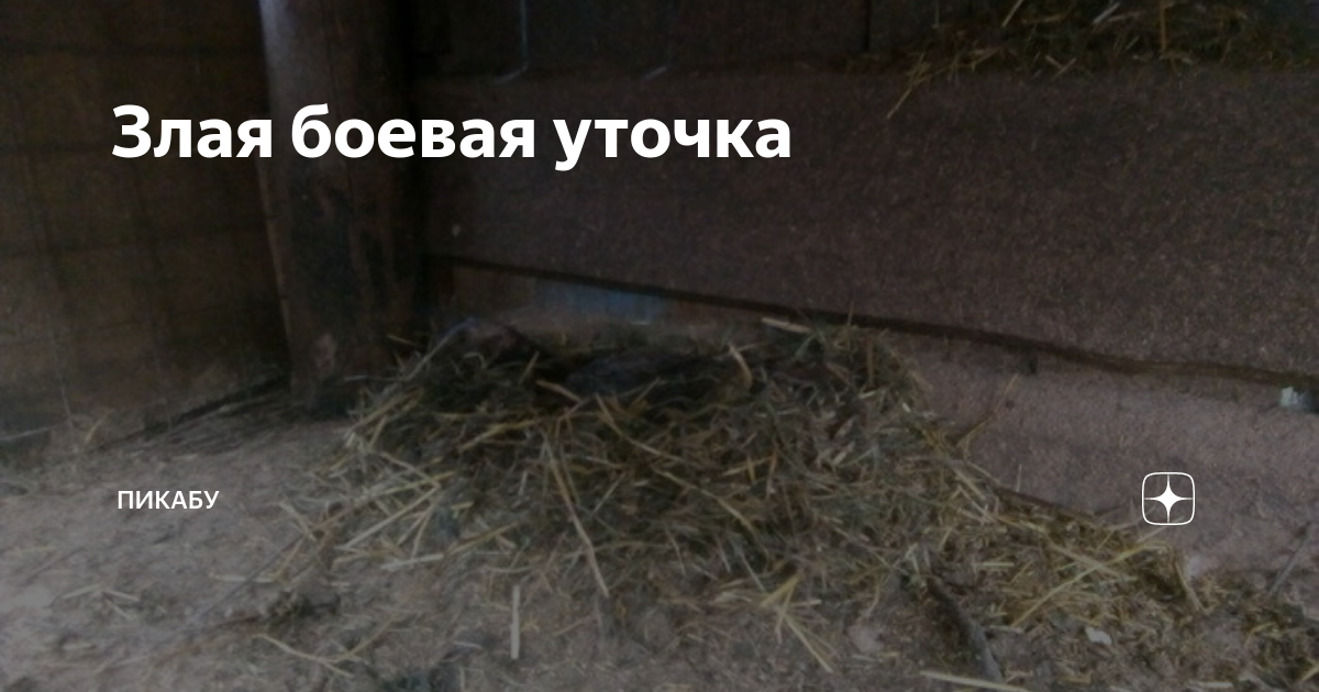 Злая боевая уточка | Пикабу | Дзен
