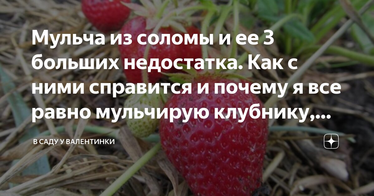 Мульча из соломы и ее 3 больших недостатка. Как с ними справится и ...