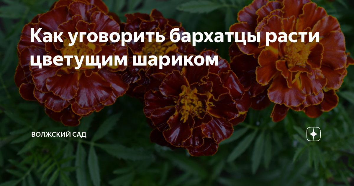 Как уговорить бархатцы расти цветущим шариком | Волжский сад | Дзен