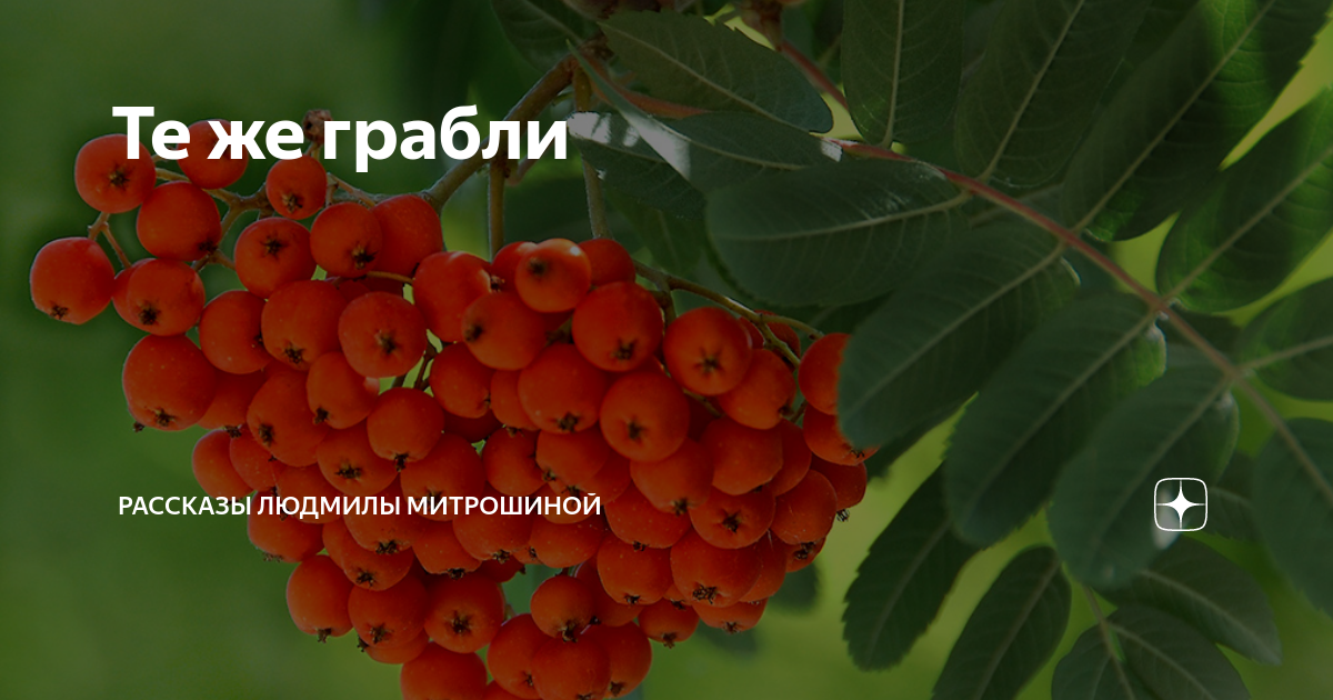 Те же грабли | Рассказы Людмилы Митрошиной | Дзен