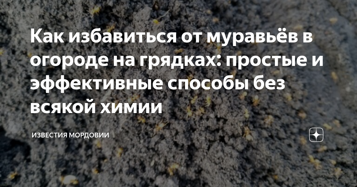 Как избавиться от муравьёв в огороде на грядках: простые и эффективные ...
