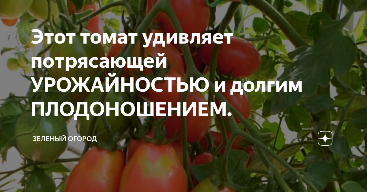 Этот томат удивляет потрясающей УРОЖАЙНОСТЬЮ и долгим ПЛОДОНОШЕНИЕМ ...