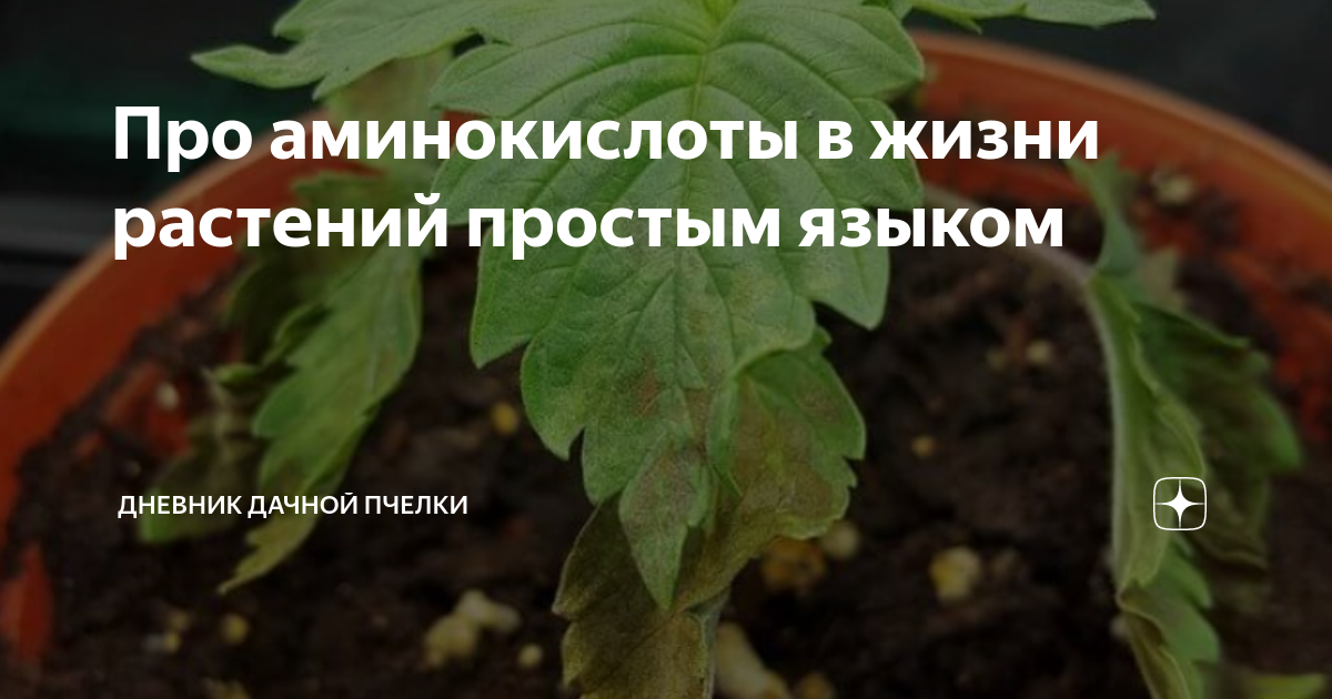 Про аминокислоты в жизни растений простым языком | 🍎🌿Дачная пчелка🐝 | Дзен