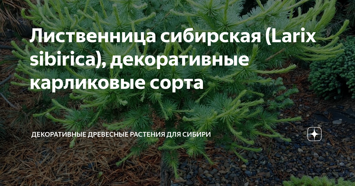Лиственница сибирская (Larix sibirica), декоративные карликовые сорта ...