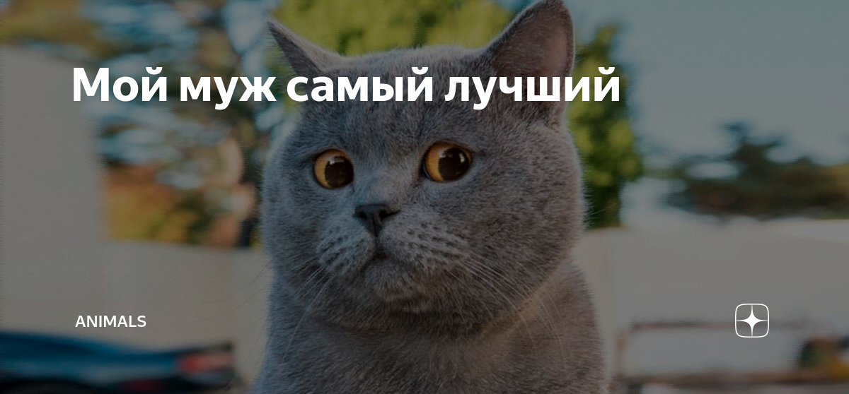 Мой муж самый лучший | Animals | Дзен
