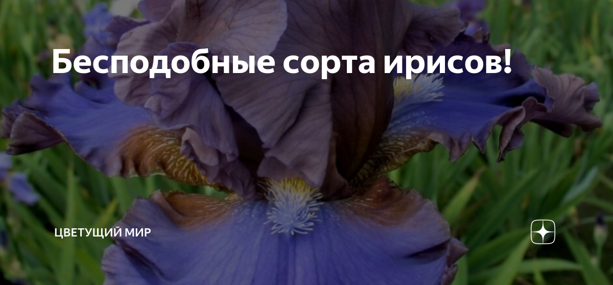Бесподобные сорта ирисов! | Цветущий мир | Дзен