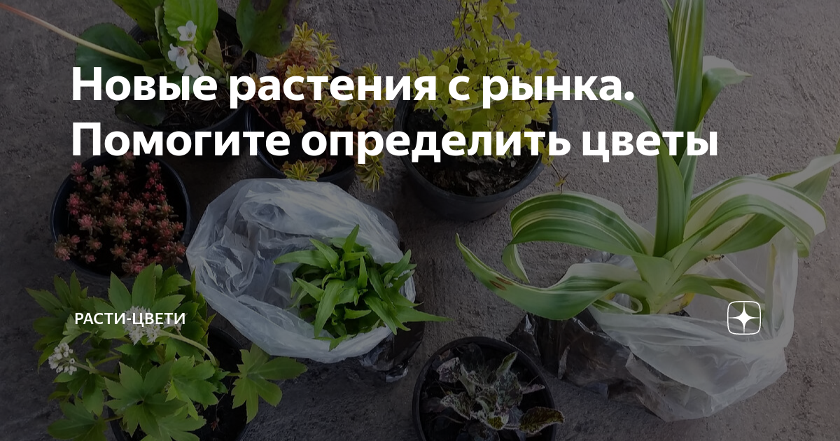 Новые растения с рынка Помогите определить цветы Расти Цвети Дзен
