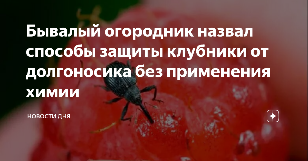 Бывалый огородник назвал способы защиты клубники от долгоносика без ...