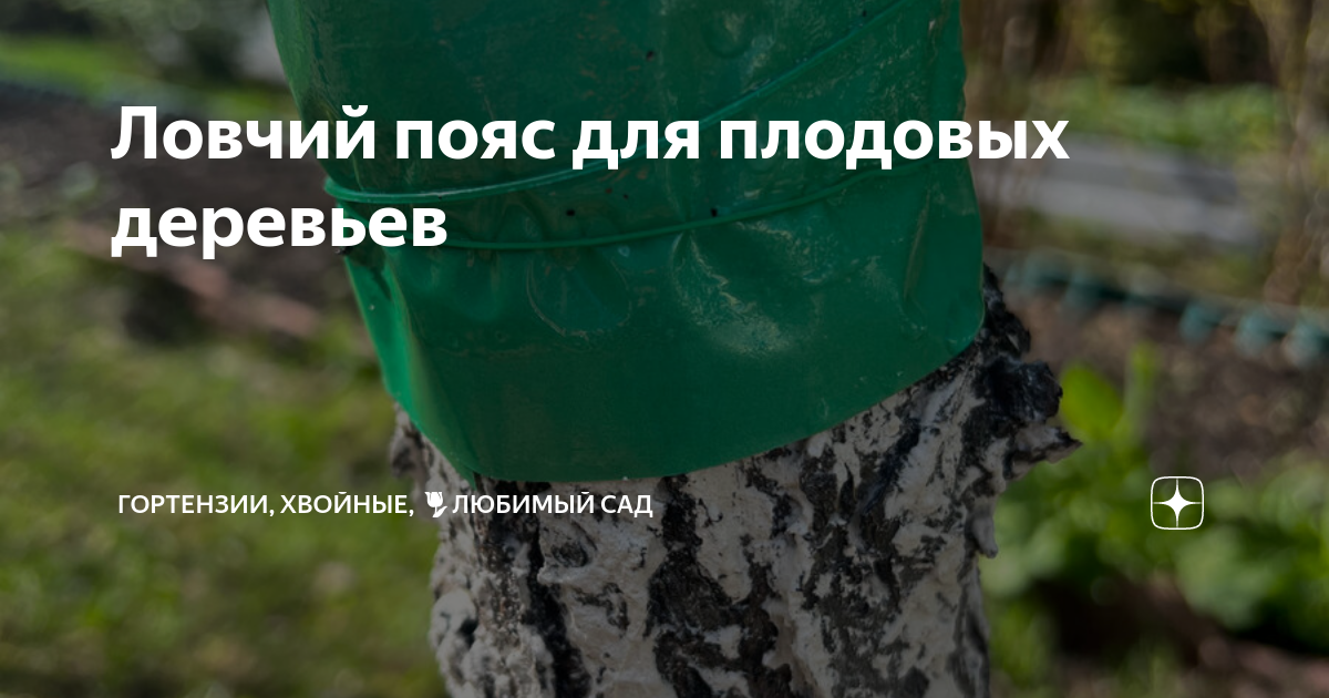 Ловчий пояс для плодовых деревьев | Гортензии, хвойные, 🌷любимый сад | Дзен