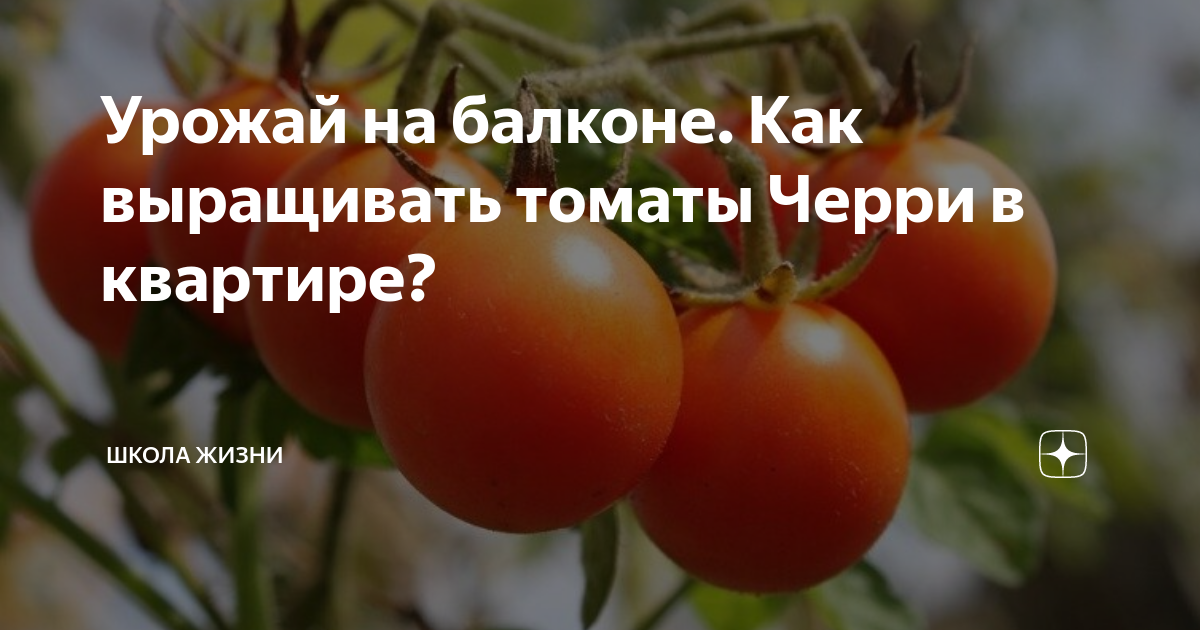 Урожай на балконе. Как выращивать томаты Черри в квартире? | Школа ...