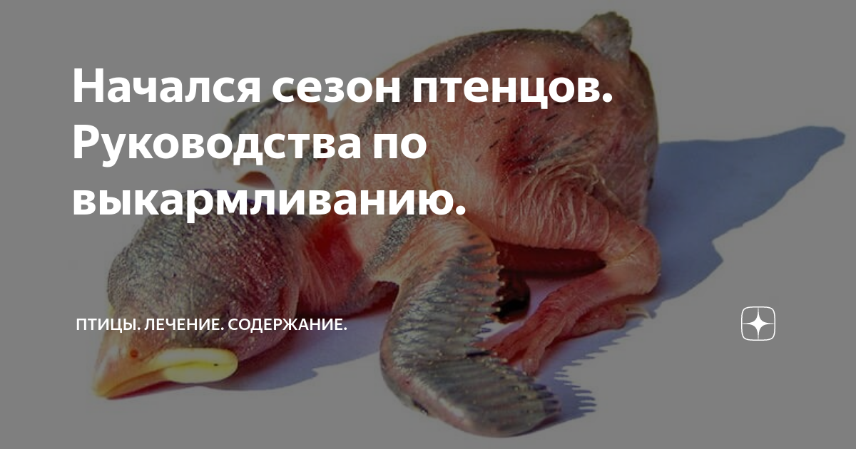 Начался сезон птенцов. Руководства по выкармливанию. | Птицы. Лечение ...