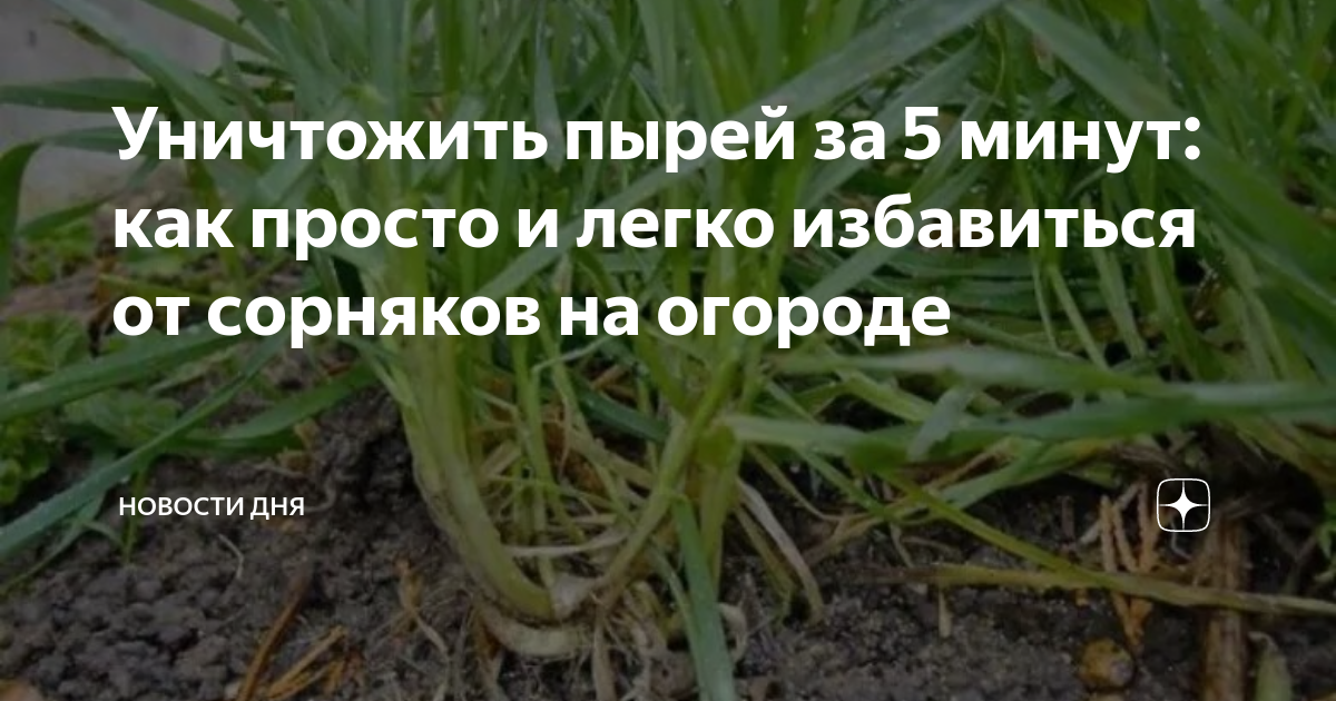 Уничтожить пырей за 5 минут: как просто и легко избавиться от сорняков ...