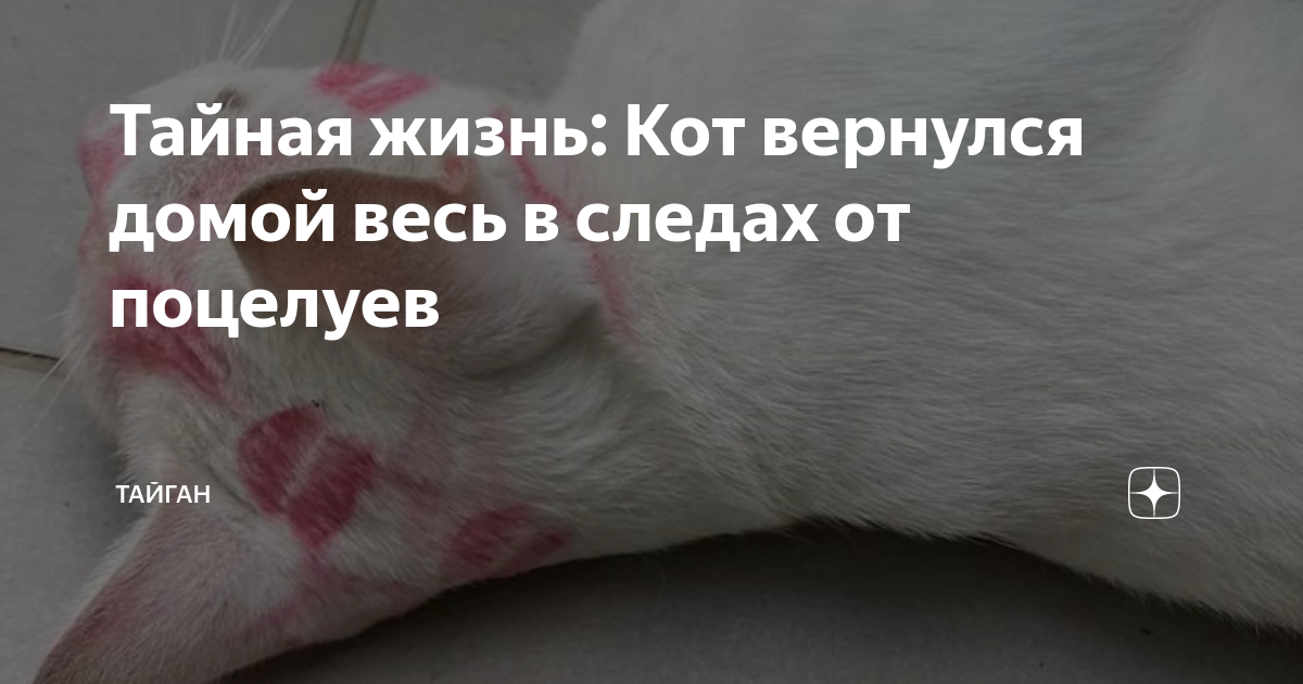 Тайная жизнь: Кот вернулся домой весь в следах от поцелуев | Тайган | Дзен