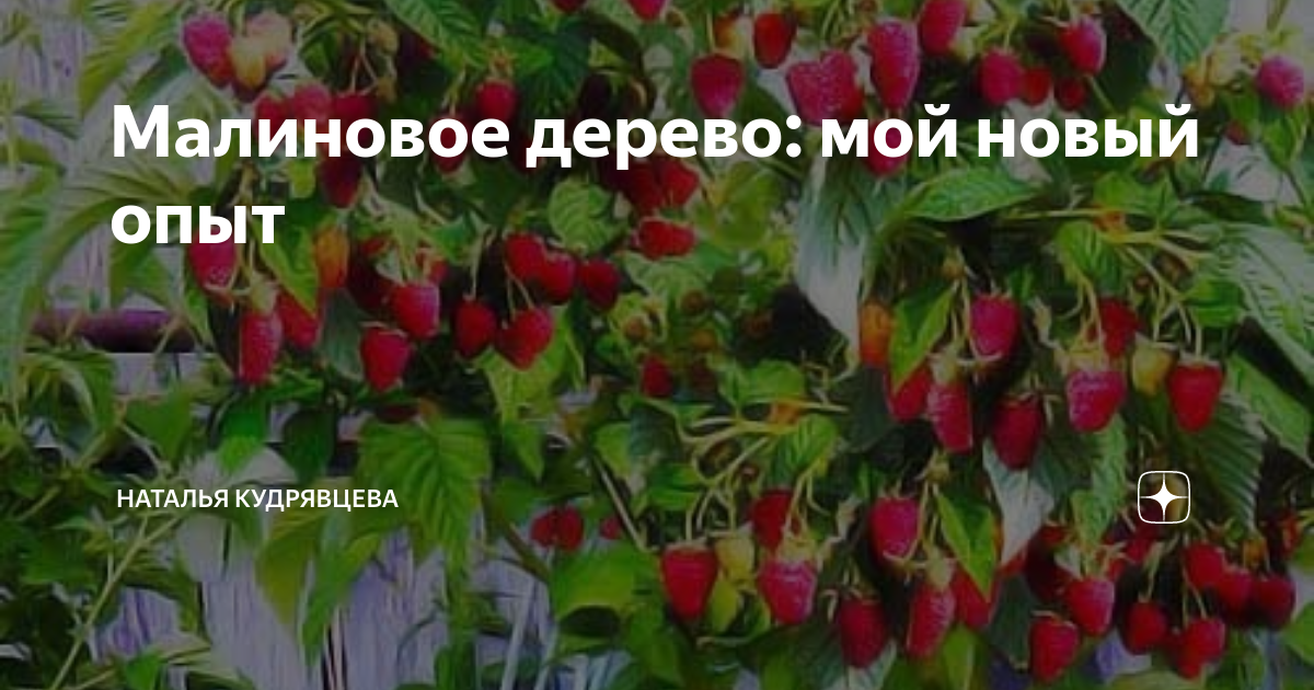 Малиновое дерево: мой новый опыт | Волшебный сад | Дзен
