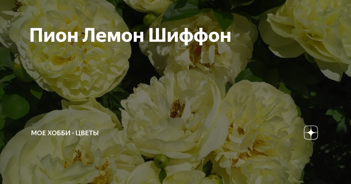 Пион Лемон Шиффон | Мое хобби - цветы | Дзен